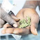 Weed smoking and alcohol major contributo­rs to crashes - PressReader