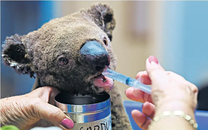 Species at risk as 25,000 koalas die in flames - PressReader