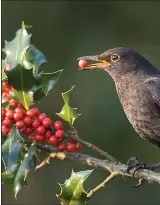 Why holly bears the crown Intriguing facts about this hero plant ...