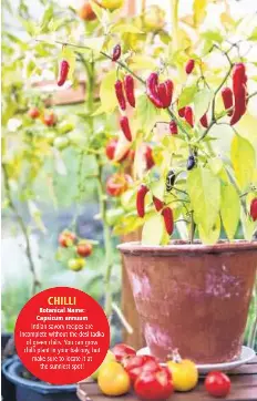 11 BEST VEGETABLE PLANTS FOR INDIAN BALCONY - PressReader