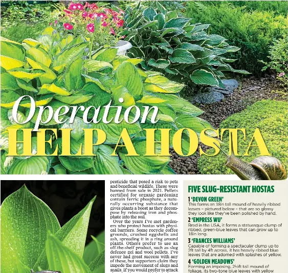Operation HELP A HOSTA - PressReader