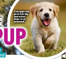 HOW TO CHOOSE THE PERFECT PUP - PressReader