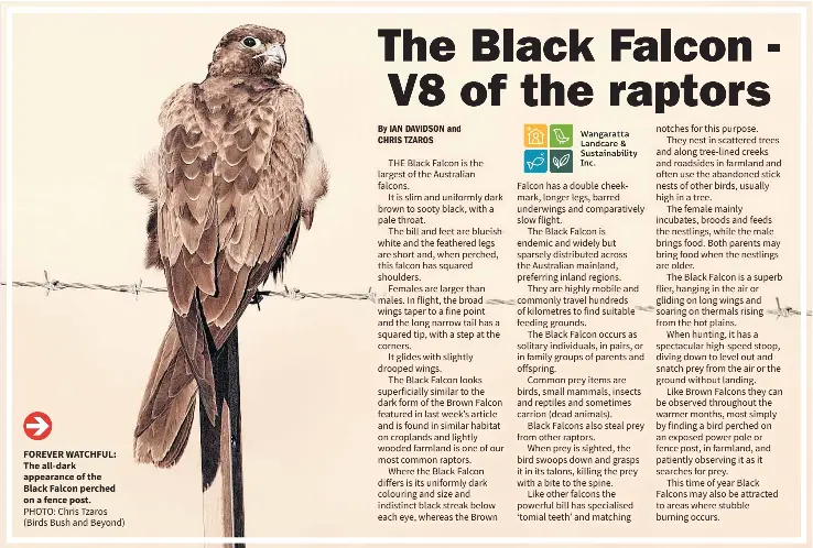 The Black Falcon V8 of the raptors - PressReader