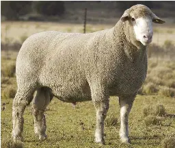 Dié skaap bied vleis én wol van gehalte - PressReader