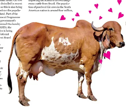 Desi Cow Meets Brazilian Bull - PressReader