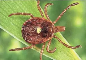 Lone star tick bite can cause meat allergy - PressReader