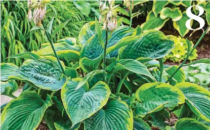 8 Shadowland Wu-la-la hosta - PressReader