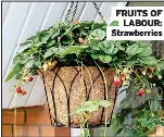 Baskets bring some serious kerb appeal | Stirling Observer | PressReade­r
