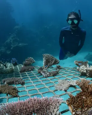 10. RESTORING THE REEF - PressReader