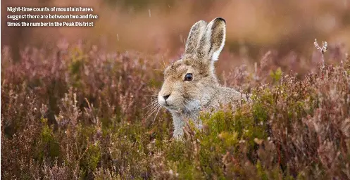 England’s blue hares boom in Peak District - PressReader