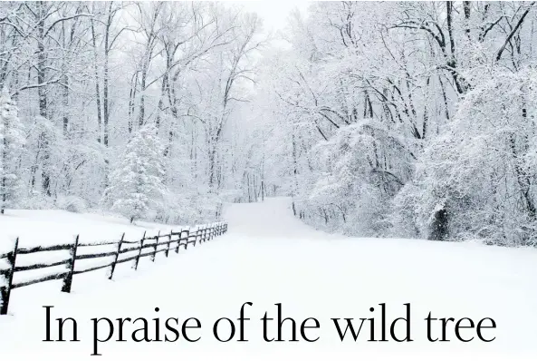 In praise of the wild tree - PressReader