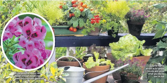 Show no fear, have a go at gardening - PressReader
