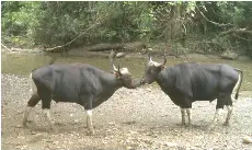 Sabah’s banteng critically endangered - PressReader