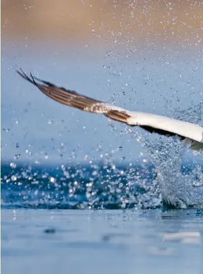 Duck and cover - PressReader