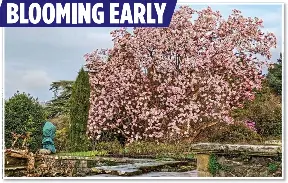 ...while the magnolias are already flowering! - PressReader