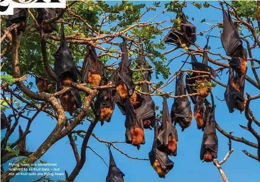 Flying foxes - PressReader