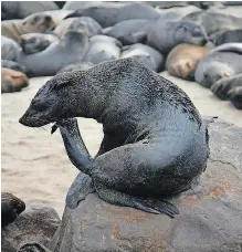 Concern over Cape fur seals rabies outbreak - PressReader