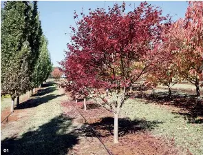 Tomorrow’s trees today: Super Advanced Trees For gardens and landscapes ...