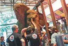 17-year-old female elephant at Karachi Zoo gets tusk surgery - PressReader