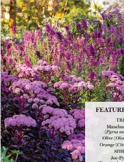 FEATURE PLANTS - PressReader