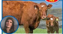 AMANDA OWEN’S FARMING LIVES - PressReader