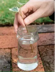 KWEEK PLANTE VAN STEGGIES - PressReader