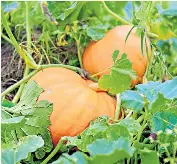 GOURD TIMES - PressReader