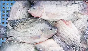 Fish hatchery for Eswatini - PressReader