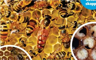 Heuningbye verrig ’n belangrike taak - PressReader