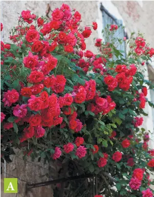 Fantastic Colourful Climbing Roses - PressReader