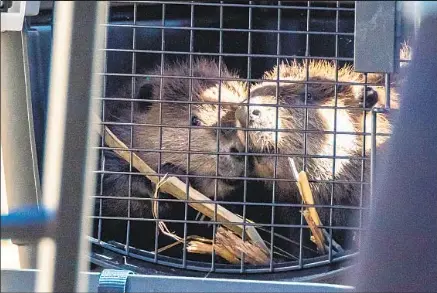 For the first time in centuries, it’s good to be a California beaver - PressReader