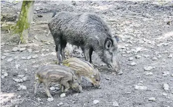 Erholungso­rt Wald gewinnt an Bedeutung - PressReader