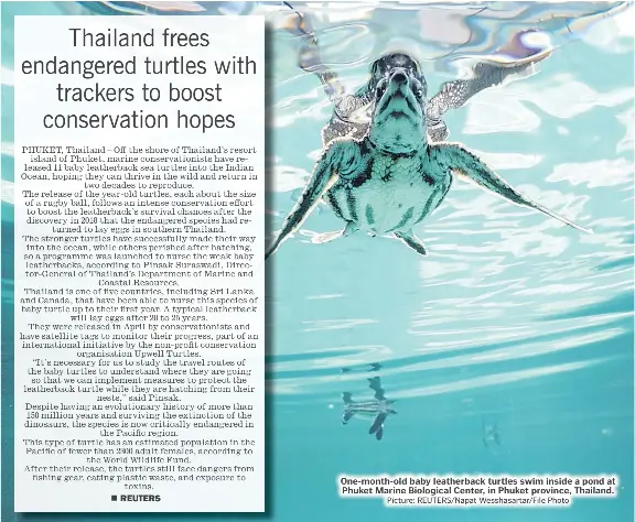 Thailand frees endangered turtles with trackers to boost conservati­on hopes - PressReader