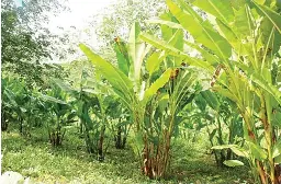 Abaca farmers are getting richer - PressReader