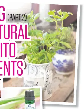 LOOKING FOR NATURAL MOSQUITO REPELLENTS - PressReader