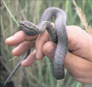 Danmarks skjulte slange skal frem i lyset - PressReader