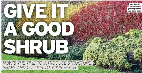 GIVE IT A GOOD SHRUB NOW’S THE TIME TO INTRODUCE STRUCTURE, SHAPE AND COLOUR TO YOUR PATCH ...