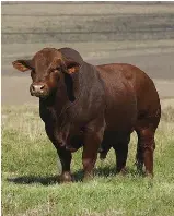 GROOTVEE - PressReader