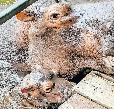 Hoedspruit’s hippo Jessica a proud mum - PressReader