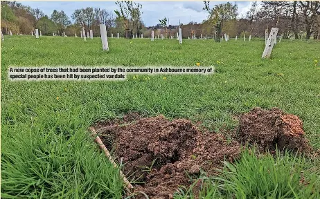 Suspected vandals strike as new trees that were planted in memory of ...