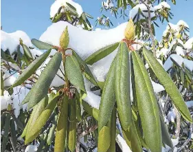 Ingenious ways NH, Maine plants survive the winter - PressReader