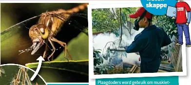 Muskiete se onmisbare rol in die ekostelsel - PressReader