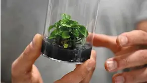 Green innovation­s fights for limelight - PressReader