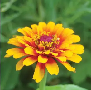 Late summer colour from annuals - PressReader