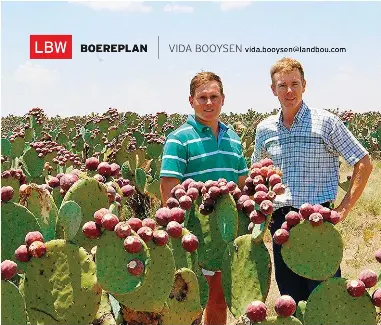 Turksvy verras as vertakking - PressReader