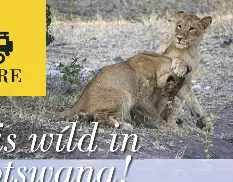 Die diere is wíld in Noord-Botswana! - PressReader