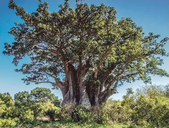 Thousands of protected trees to be bulldozed - PressReader
