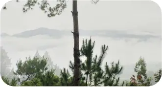 UNCOVERING THE NATURAL TREASURES OF DAVAO DEL SUR - PressReader