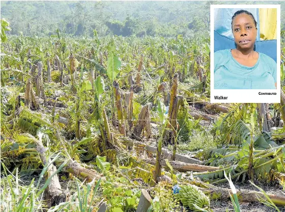 Farmer facing uphill battle after crop loss - PressReader