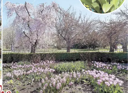 Chasing spring at the New York Botanical Garden - PressReader